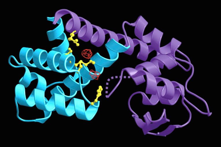 Topoisomerase I Structure and Mechanism | Gerstner Sloan Kettering ...