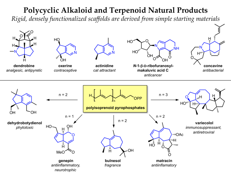 The Derek Tan Lab: Diversity-Oriented Synthesis of Multiscaffold Alkaloid Libraries | Gerstner ...
