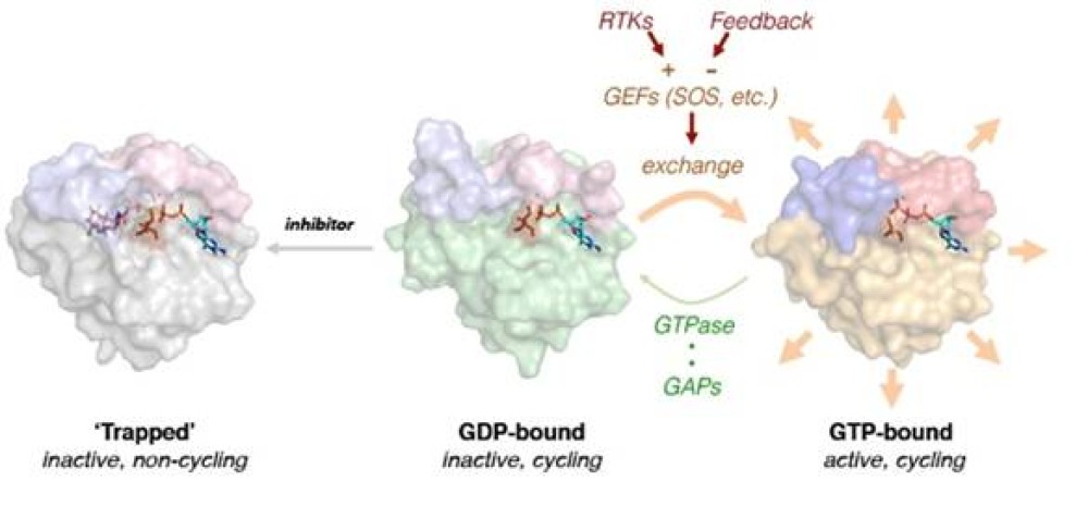The Piro Lito Lab: KRAS-mutant lung cancer | Gerstner Sloan Kettering ...