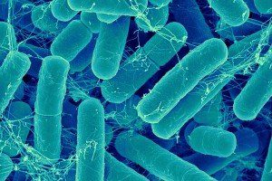 The Alexander Rudensky Lab | Gerstner Sloan Kettering Graduate School ...