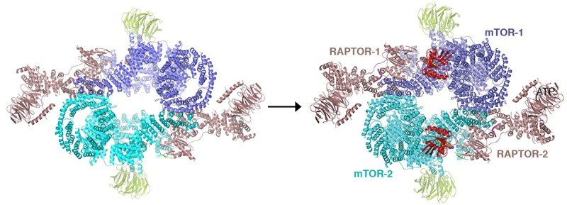 The Nikola Pavletich Lab: The mTOR Pathway | Gerstner Sloan Kettering ...