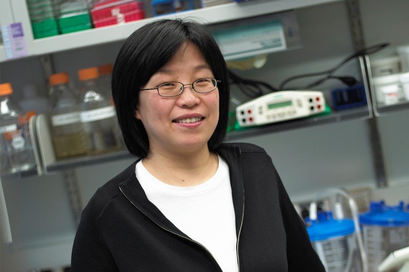 At Work: Molecular Biologist Xiaolan Zhao | Gerstner Sloan Kettering ...